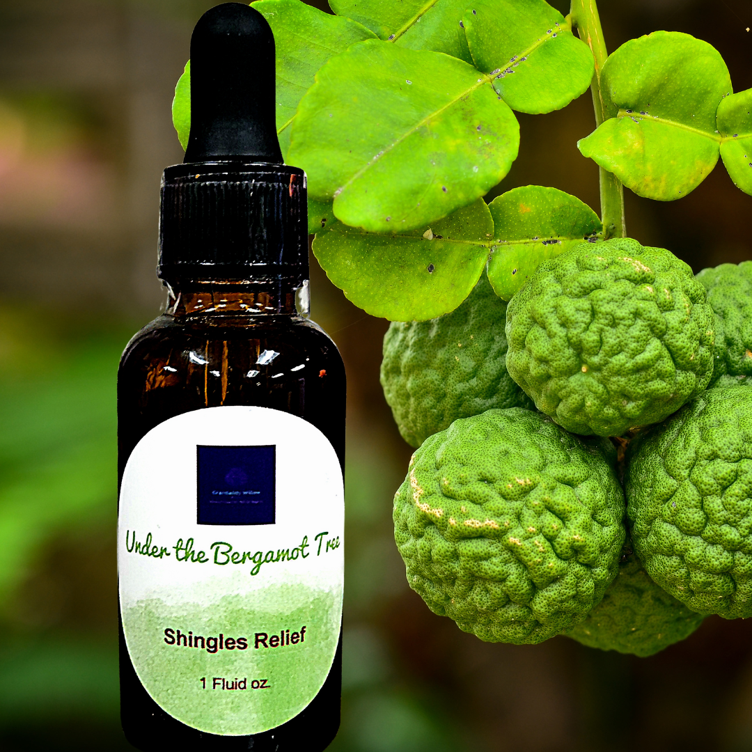 Under the Bergamot Tree – Grandaddy Willow